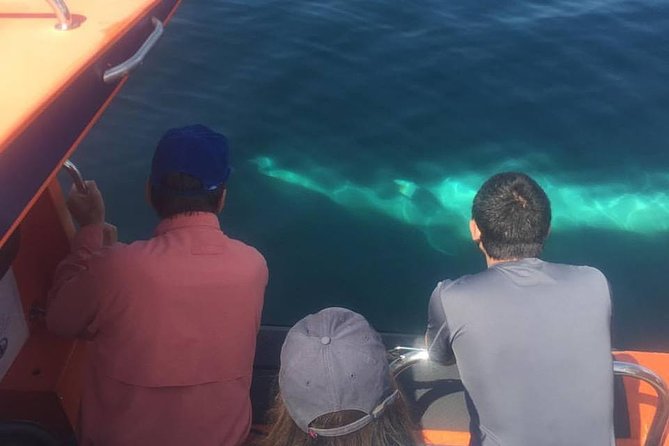 The Great Blasket Island Experience - Premium Tour - Who Should Consider This Tour?