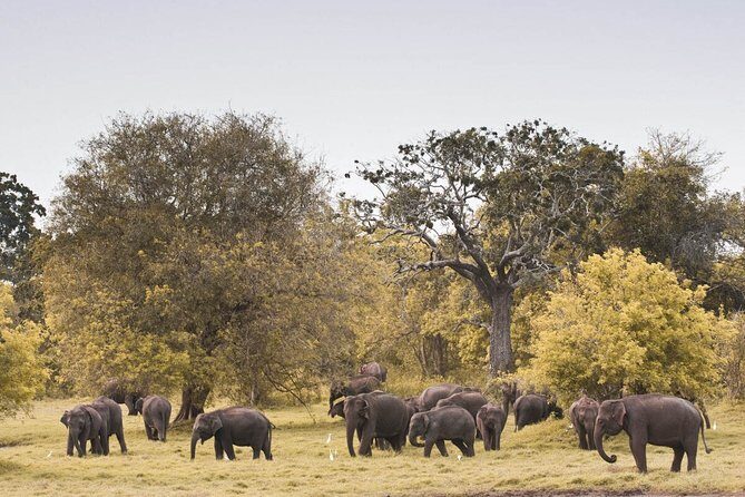 The Great Elephant Gathering Private Safari from Minneriya - Key Points