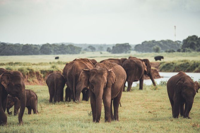 The Great Elephant Gathering Private Safari from Minneriya - An In-Depth Look at the Tour