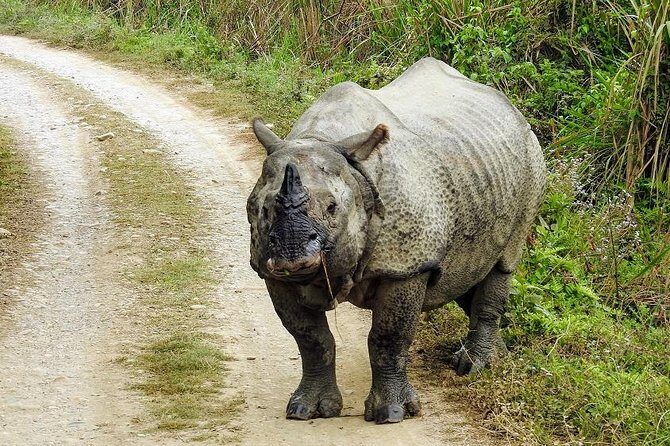 The jungle adventure - Introduction: What’s on Offer and Who It’s For