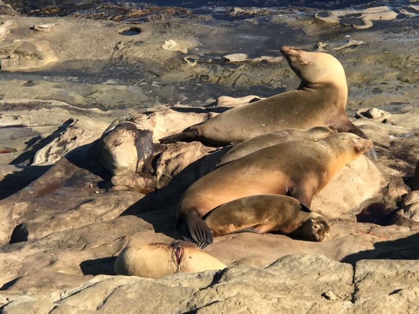 The La Jolla Tour - An In-Depth Look at the La Jolla Tour