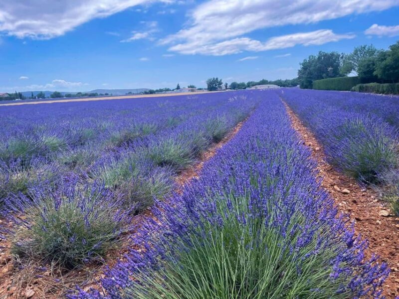The lakeside panoramic tour: Guided electric scooter rides - Key Points