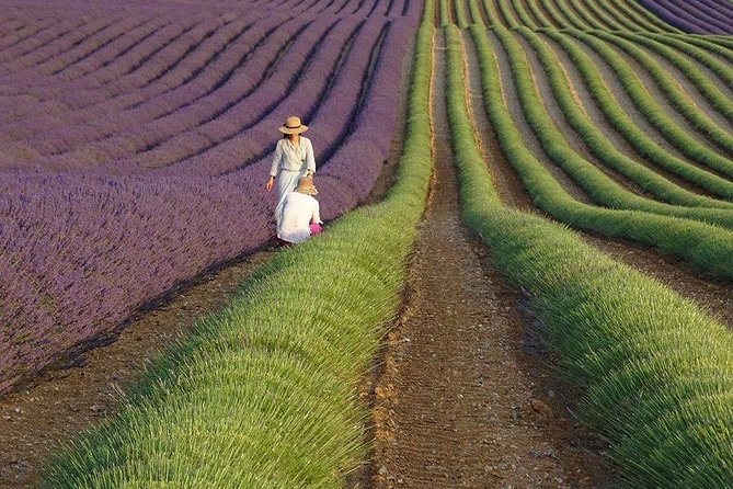 The Lavender country - Private tour with a local guide - Key Points
