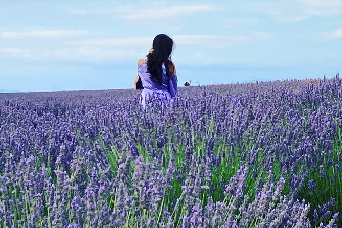 The Lavender tour from marseille or aix en provence - Key Points