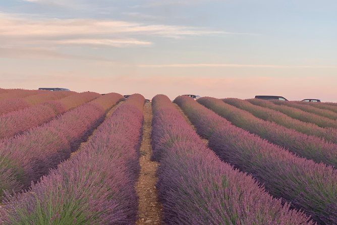 The Lavender tour from marseille or aix en provence - What to Expect on the Day