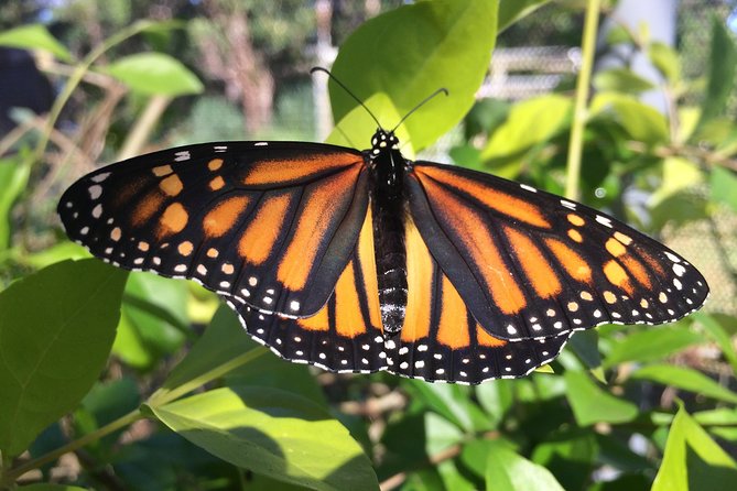 The Maui Butterfly Farm Tour - The Maui Butterfly Farm Tour: A Detailed Look at Maui’s Colorful Insects