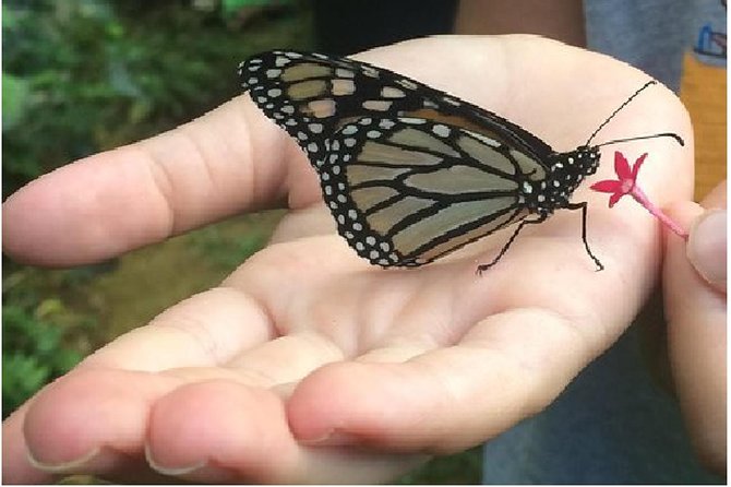 The Maui Butterfly Farm Tour - Real Traveler Feedback: Authentic Perspectives
