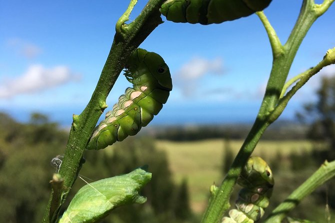 The Maui Butterfly Farm Tour - The Sum Up: Who Will Love the Maui Butterfly Farm Tour?
