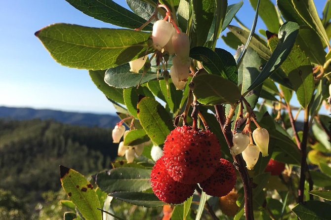 The Medronho Experience! - Key Points