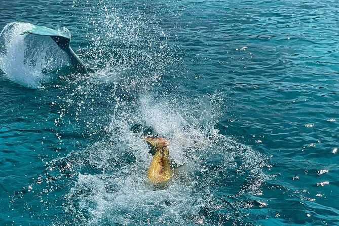 The Mermaid Cruise by Medusa Cruises 2:30-Hour Family Adventure - Final Thoughts