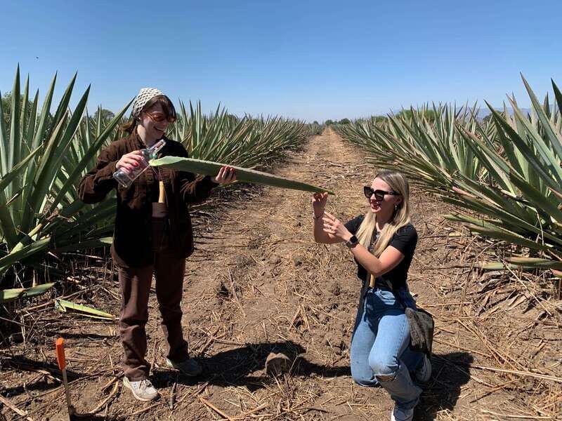 The Mezcal Journey - An Introduction to the Mezcal Journey
