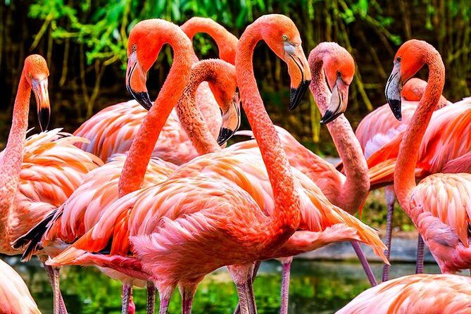 The Miami Sightseeing Day Pass: 35+ Sun-Soaked Attractions & Tours - The Sum Up