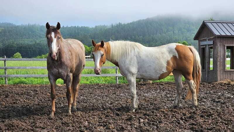 The Montagnarde: Guided horseback ride on mountain trails. - Practical details