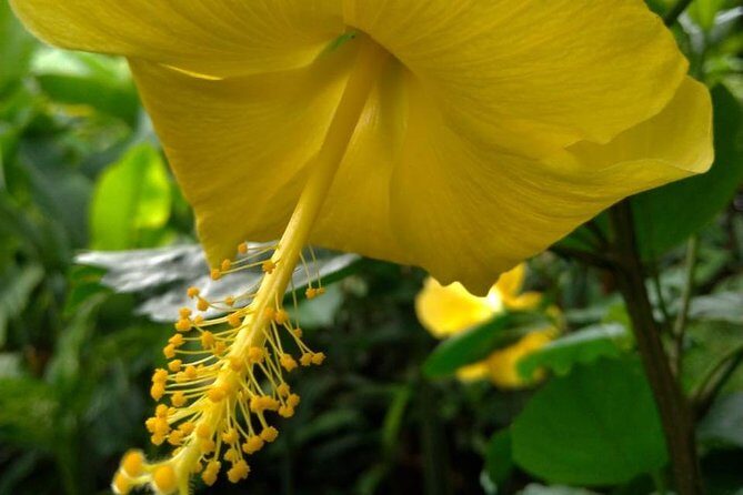 The Montreal Garden Tour with Fraser's Taxi and Tours - Is This Tour Worth It?