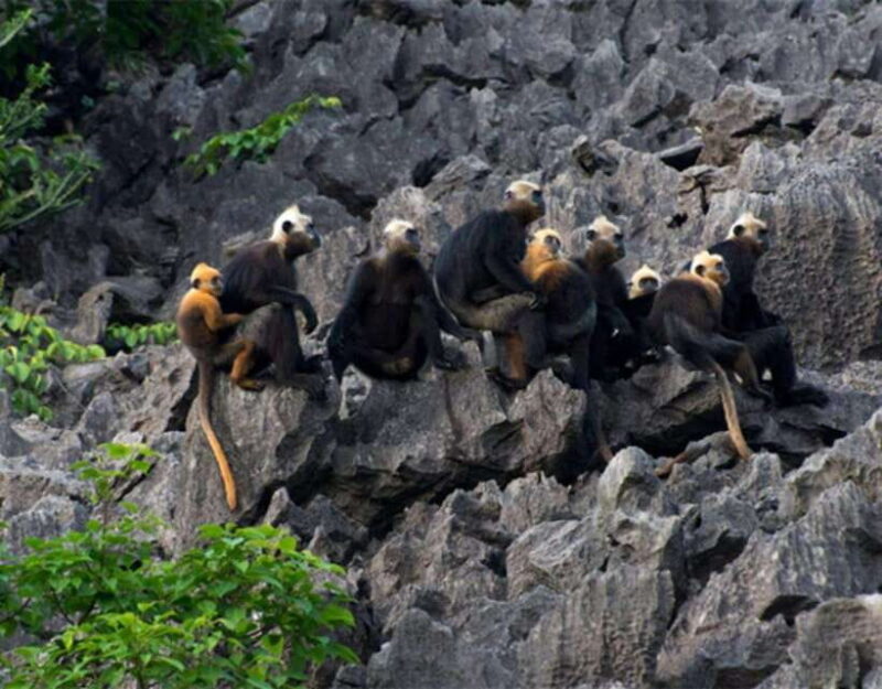 The most Luxury Day Cruise Explore the beauty of Lan Ha Bay - Practical Considerations and Tips