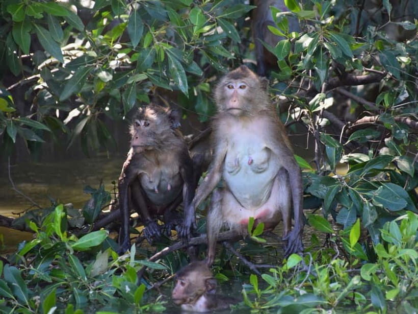 The Nature BKK: Boat to Mangrove & Train to Maeklong Market - An In-Depth Look at the Experience