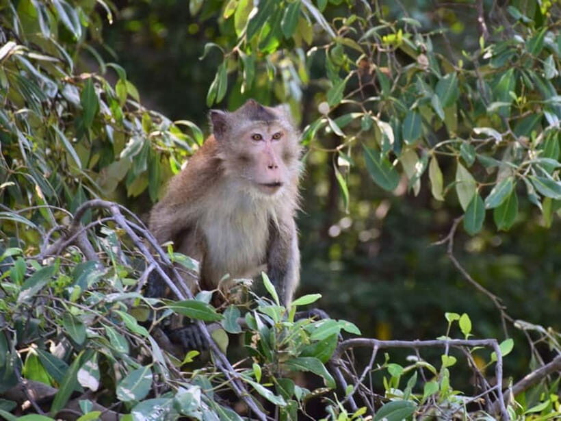 The Nature BKK: Boat to Mangrove & Train to Maeklong Market - Who Is This Tour Best For?