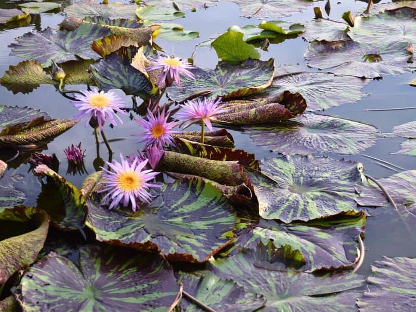 The Nature BKK: Boat to Mangrove & Train to Maeklong Market - Final Thoughts