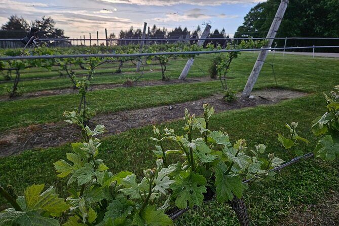 The NON BUS Torch Lake Traverse City Area Wine Tour - Pricing and Overall Value