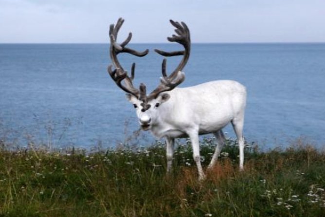 The North Cape, Reindeer and Sami Families Tour - Accessibility and Transportation