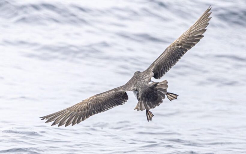 The North Coast Boat Trip Experience - Key Points