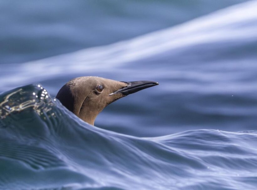 The North Coast Boat Trip Experience - An Overview of the North Coast Boat Trip Experience