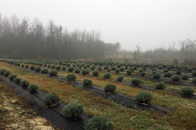 The Olive Grove Tour - An In-Depth Look at The Olive Grove Tour
