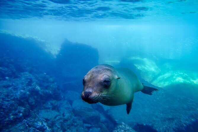 The only Natural Space Dolphin Encounter in Cabo Optional Pickup! - FAQ