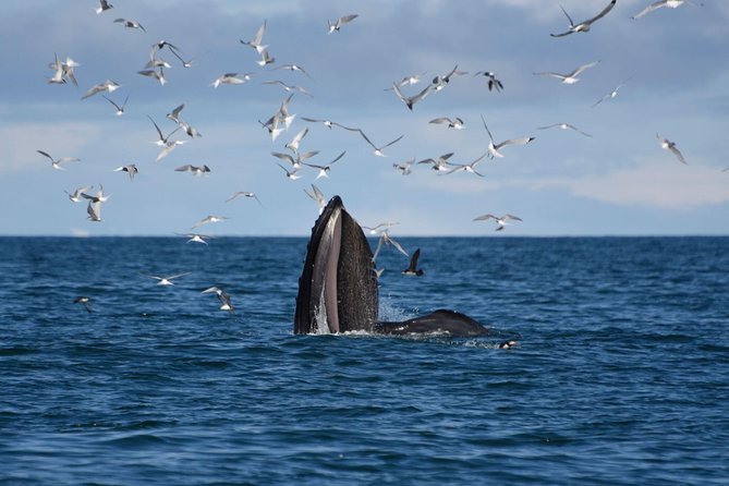 The Original Classic Whale Watching from Reykjavik - FAQ