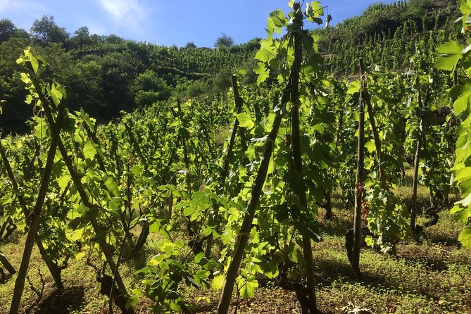 The Original Syrah Wine Tour (2:00 pm - 6:30 pm) - Small Group Tour from Lyon - FAQs