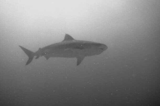 The Original Tiger Shark Challenge - Who Should Consider This Tour?