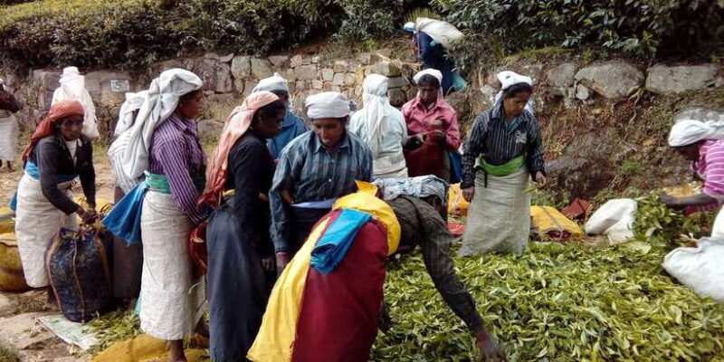 The Pekoe Trail, Stage 14,St. Catherine To Makulella - Key Points