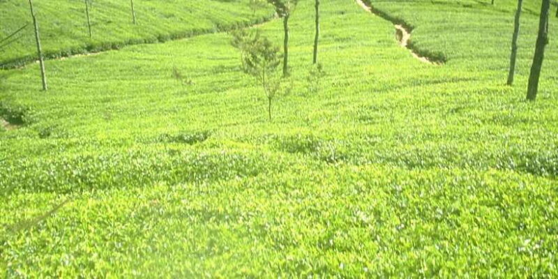 The Pekoe Trail, Stage 14,St. Catherine To Makulella - What to Expect on the Trail