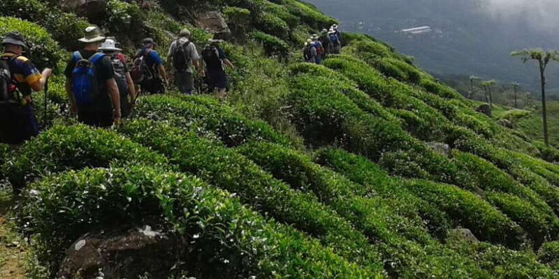 The Pekoe Trail, Stage 14,St. Catherine To Makulella - Final Thoughts