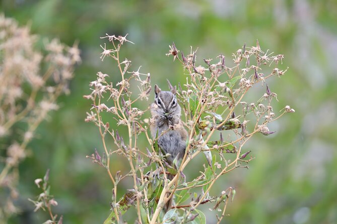The Premier Wildlife Tours in Rocky Mountain National Park - Booking Information