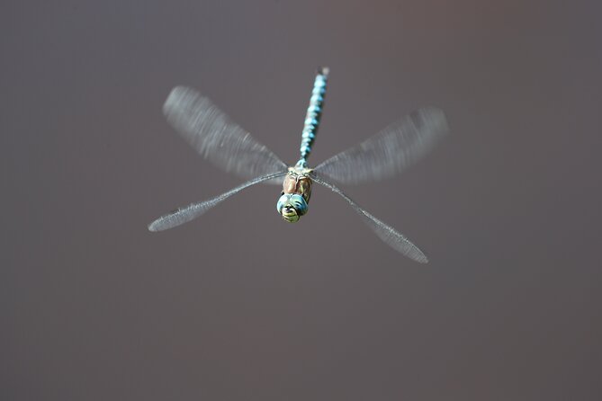 The Premier Wildlife Tours in Rocky Mountain National Park - Exploring Estes Park