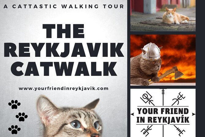 The Reykjavik Cat Walking Tour - Taking in Reykjaviks Cat-Centric Culture