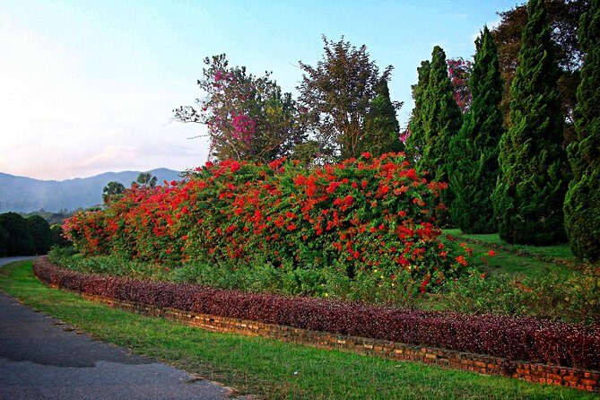 The Royal Projects and Minorities of Doi Tung - Wat Phra That Doi Tung: Spiritual Heights and Scenic Views