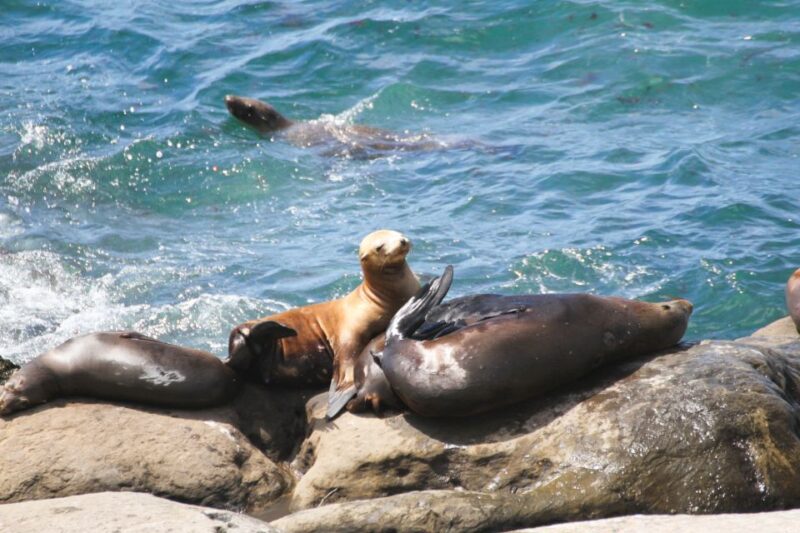 The San Diego Highlights Tour - What Travelers Say