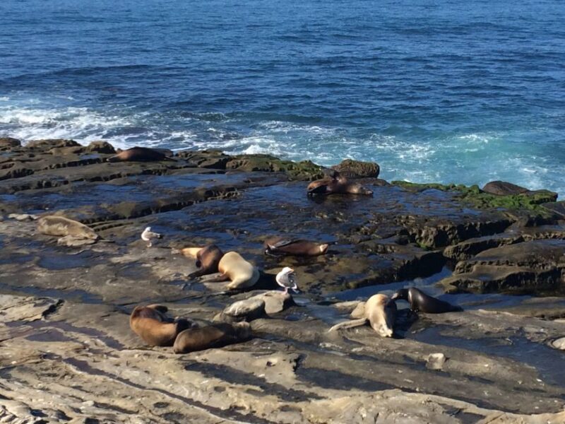 The San Diego Highlights Tour - Pricing and Value