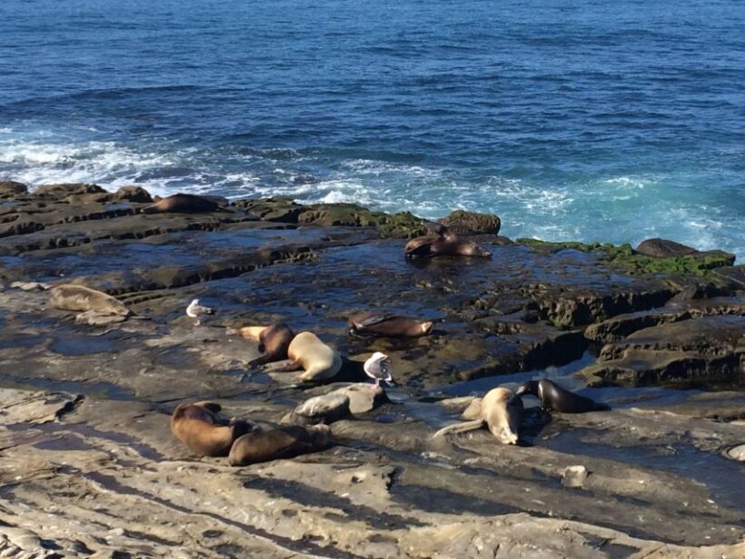The San Diego Highlights Tour - Practical Tips for Booking and Enjoyment