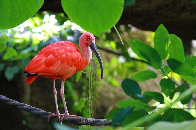 The Scarlet Ibis - Caroni Swamp Tour - The Heart of the Tour: Caroni Bird Sanctuary