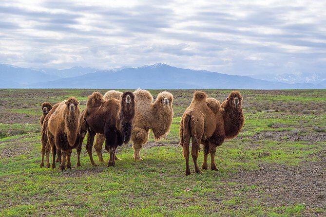 The Silk Road tour of Kazakhstan - Discover Kazakhstan’s Silk Road Heritage: A Practical Review of the 2-Day Tour