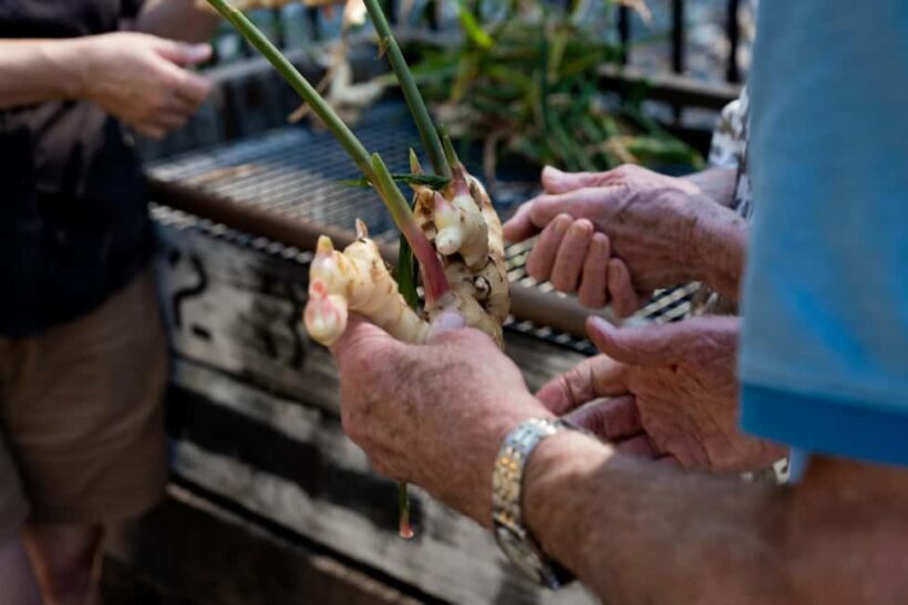The Sunshine Coast: The Ginger Factory Tour & Tasting - Key Points