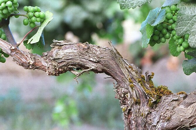 The Taste of Malta Artisan Wine Pairing - Highlights of the Wine Pairing