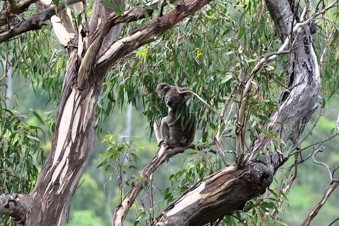 The Tastes of Tamborine Mountain - Who Would Enjoy This Tour?