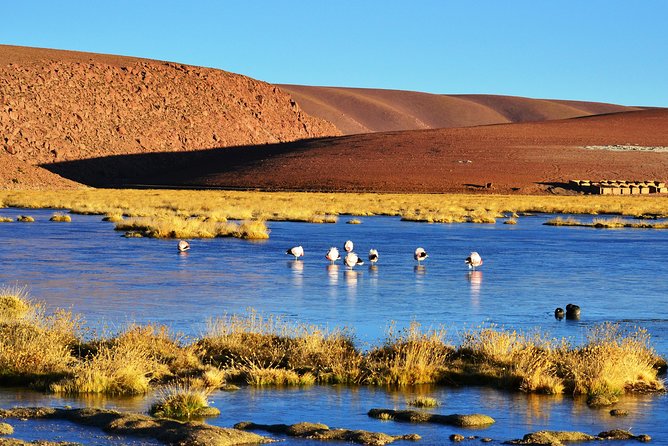 The Tatio Geysers Tour From San Pedro De Atacama - Health and Safety Considerations