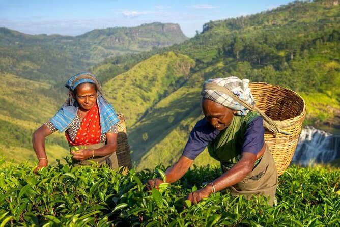 The Tea Hubs of Srilanka - Detailed Breakdown of the Itinerary