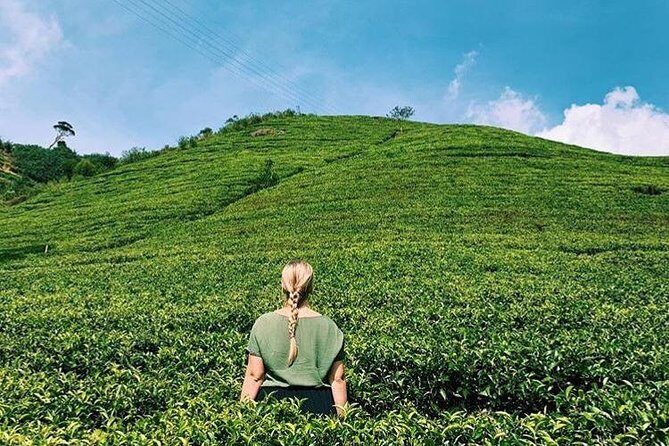 The Tea Hubs of Srilanka - How the Experience Looks in Practice