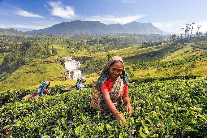 The Tea Hubs of Srilanka - Is It Worth the Price?